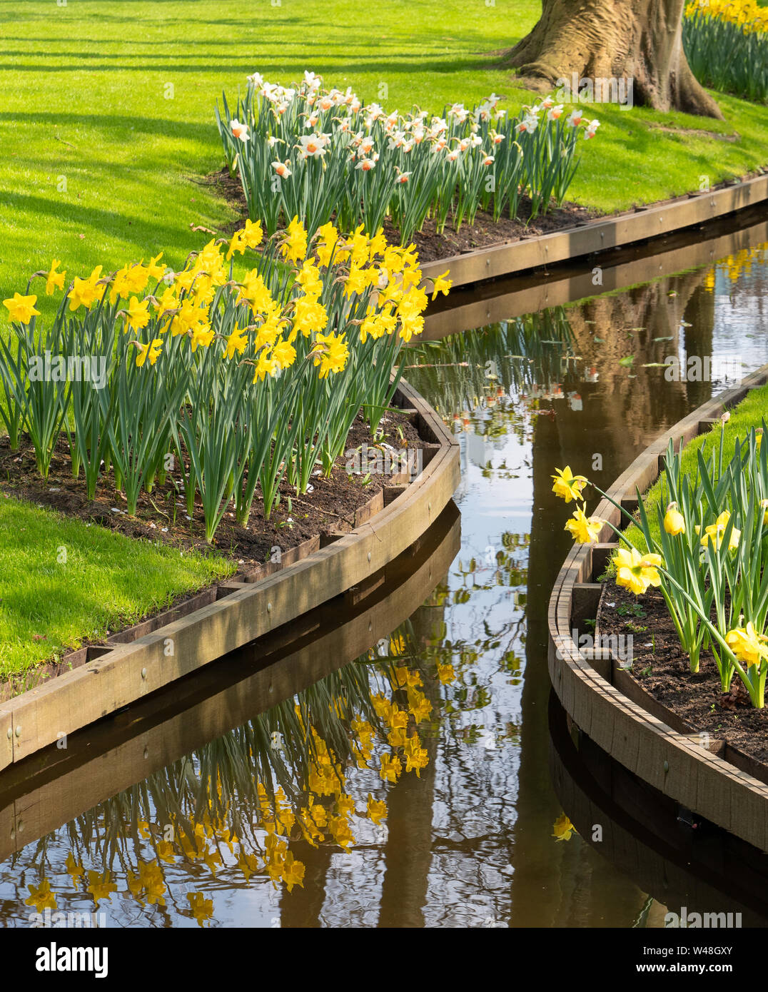Daffodil flowers in garden during hi-res stock photography and images ...