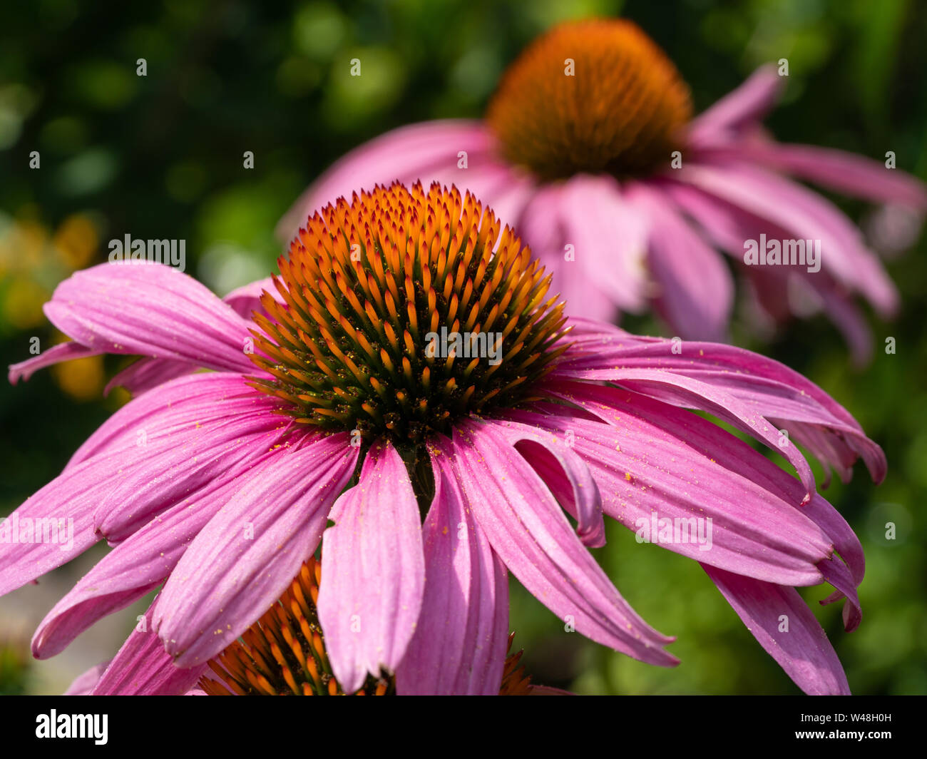Coneflower (Echinacea purpurea), flowers of summer Stock Photo - Alamy