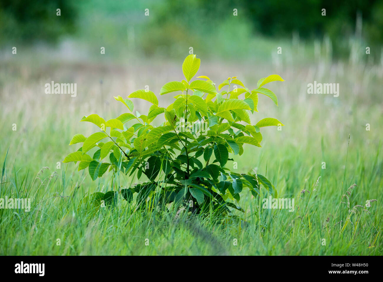 Young walnut tree hi-res stock photography and images - Alamy