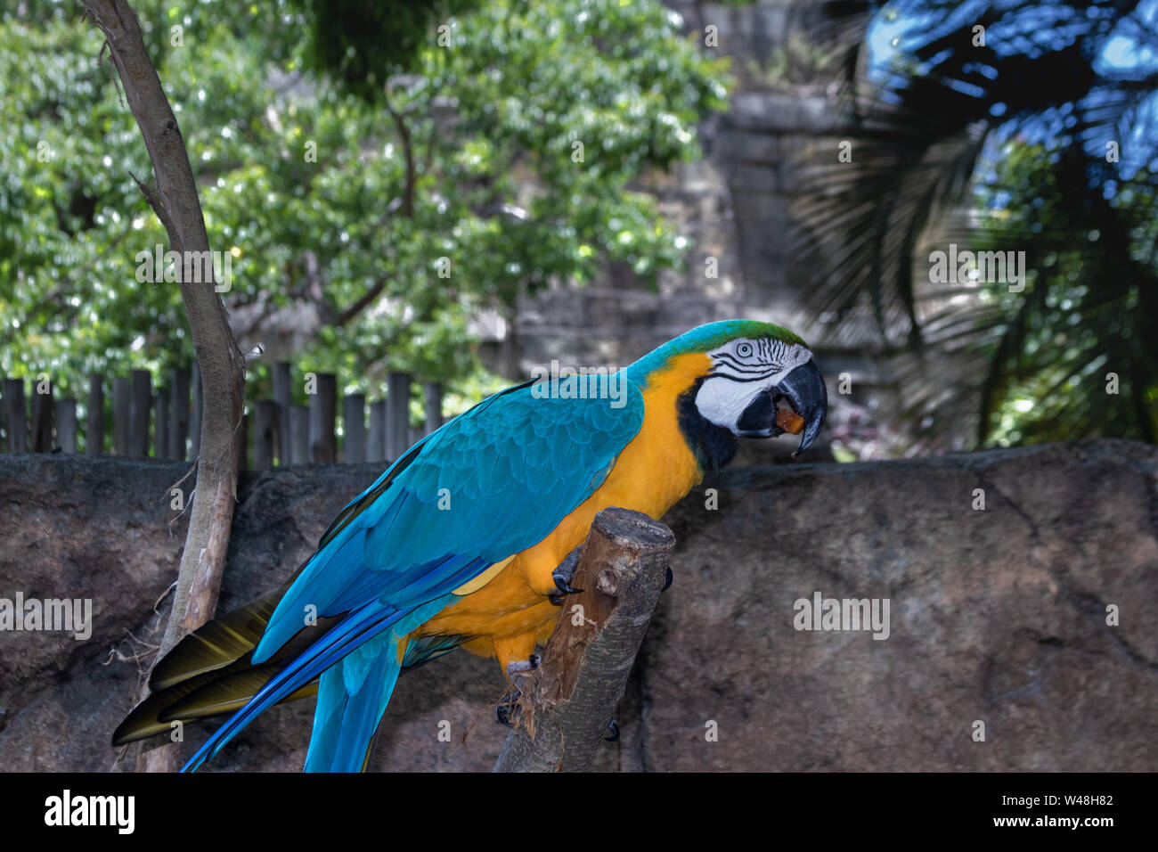 The macaws are native to Central America and North America (only Mexico ...