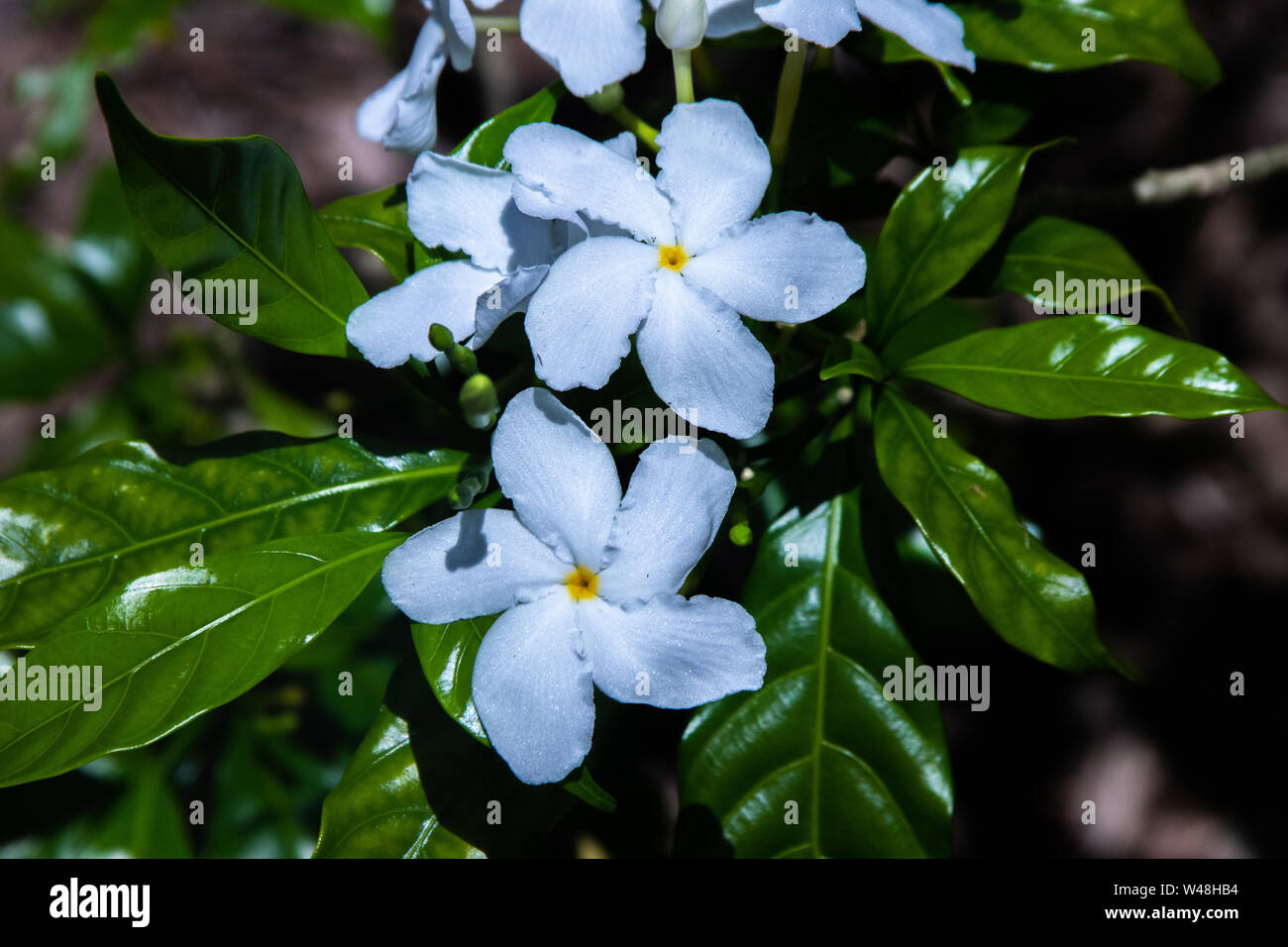 genus of plants native to tropical America. The species have spread ...