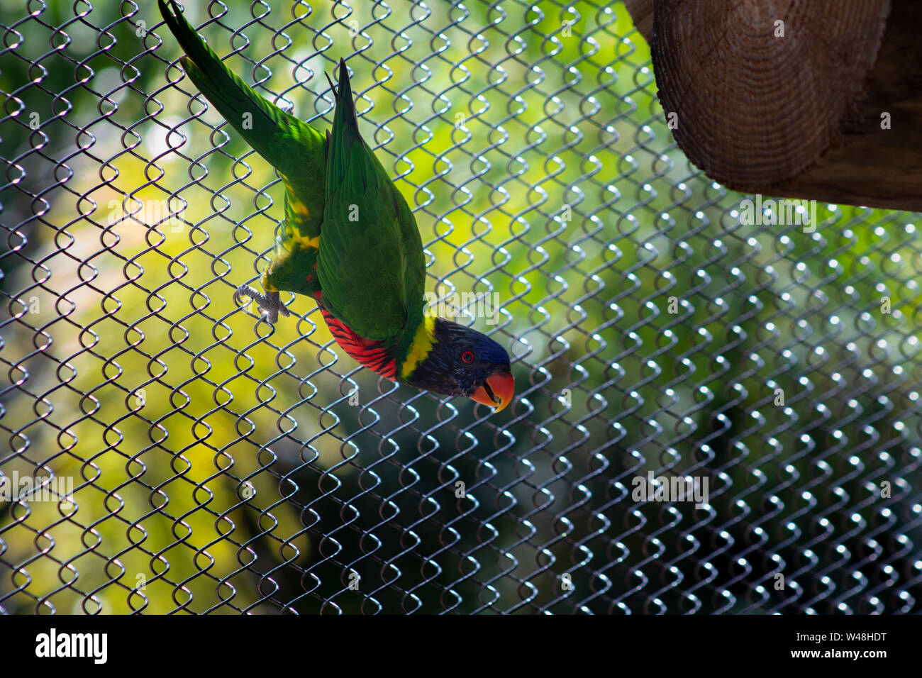 The macaws are native to Central America and North America (only Mexico ...