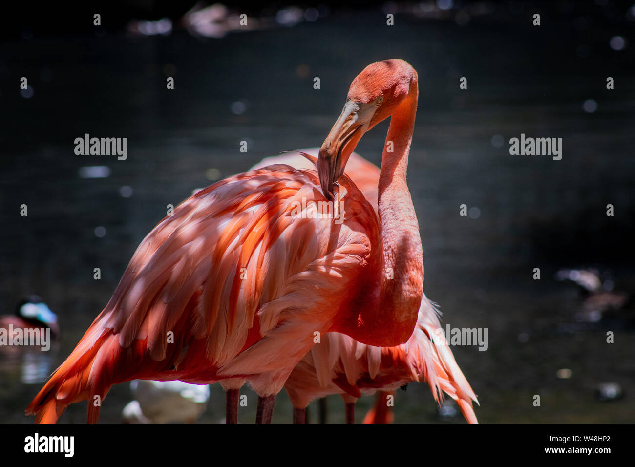 The red flamingo is a bird that lives in tropical areas of America ...