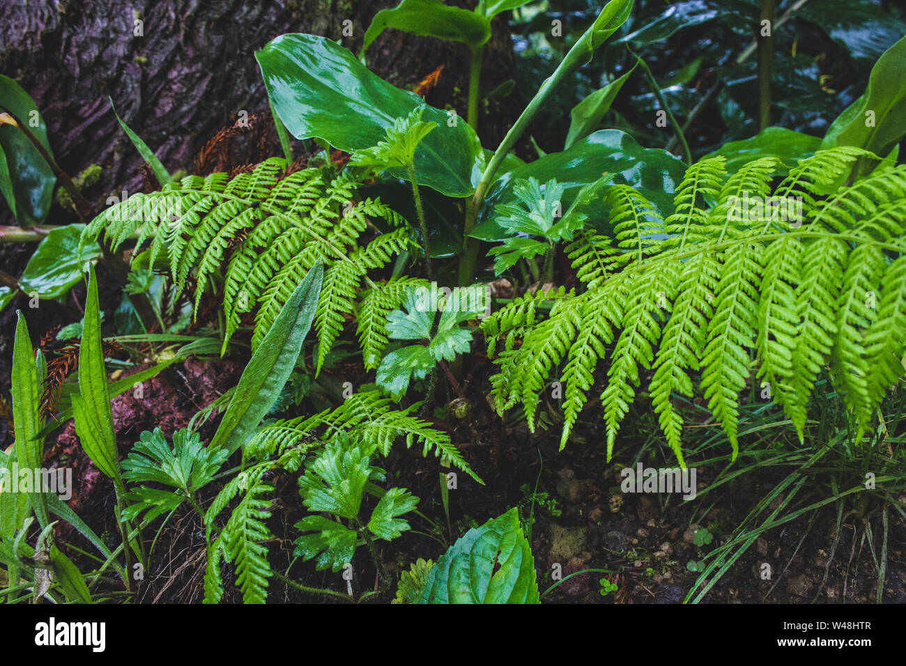 wild plants growing on forest ground on Sao Miguel Island, Azores ...