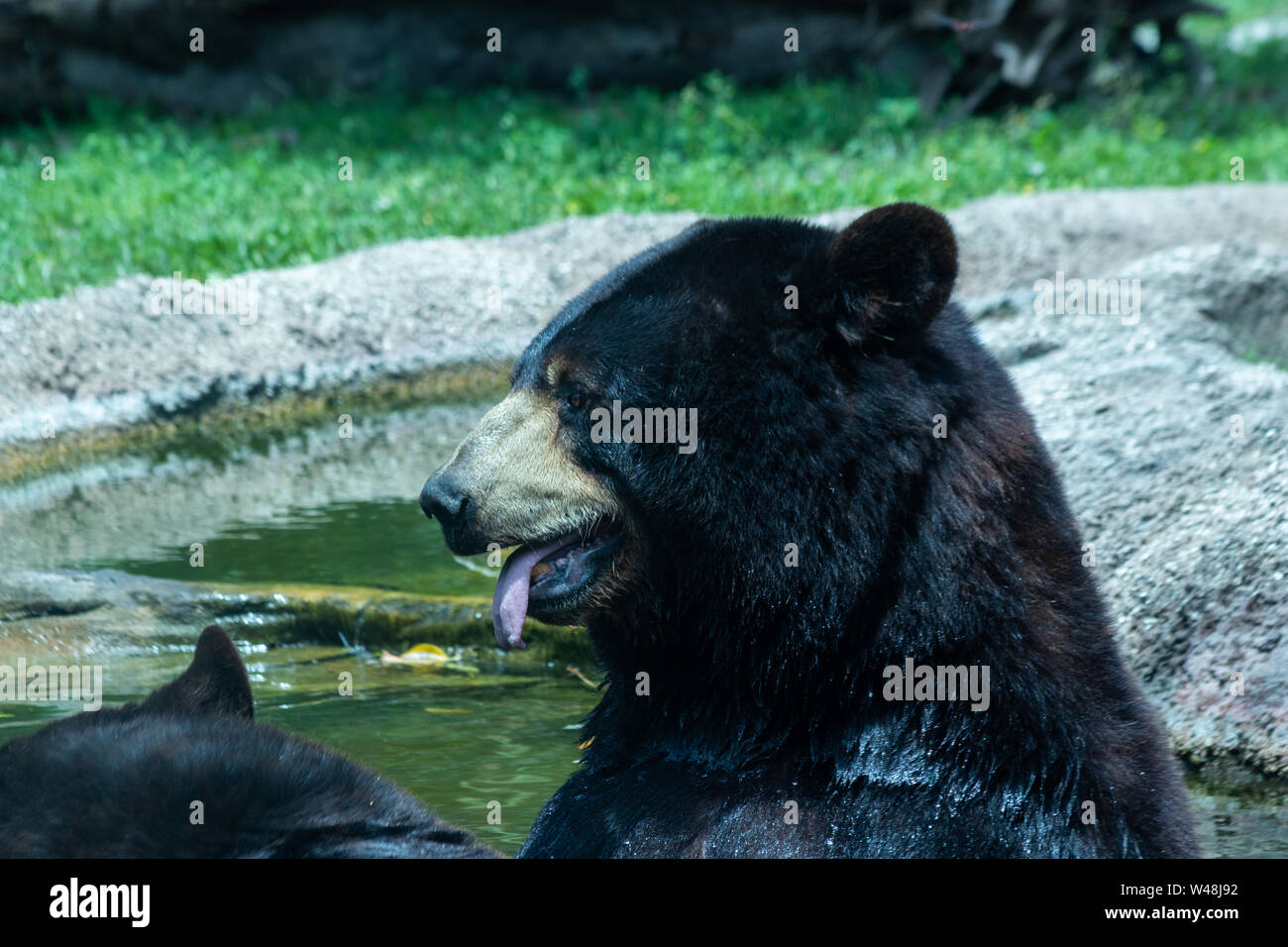 The black bear, also called the American black bear, is a species of ...