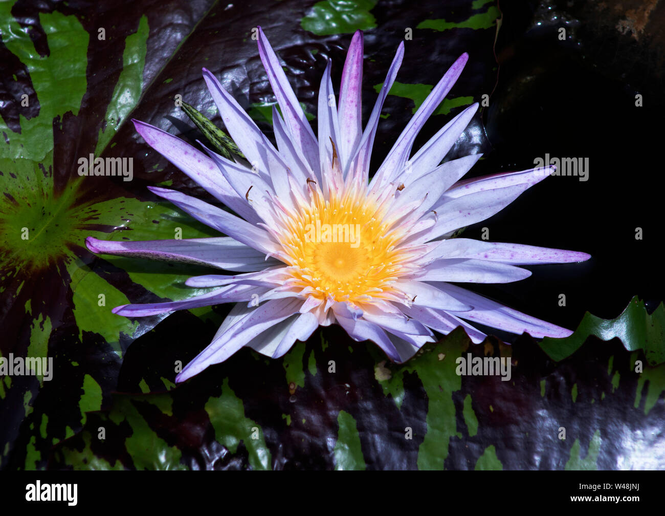 Sacred lotus or Indian lotus, the longevity of its seeds is famous ...