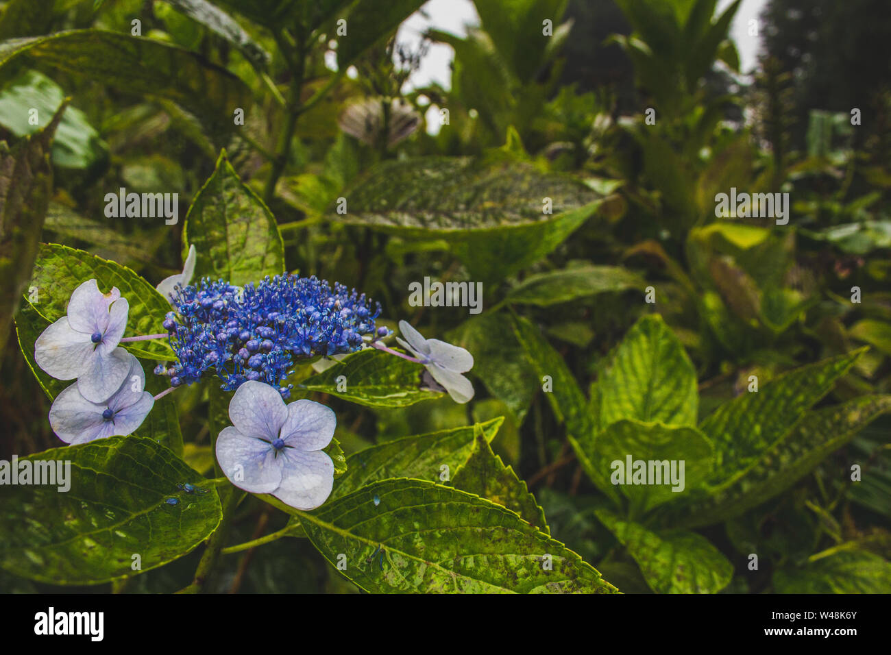 growing hydrangeas on the side of the road on Sao Miguel Island, Azores ...