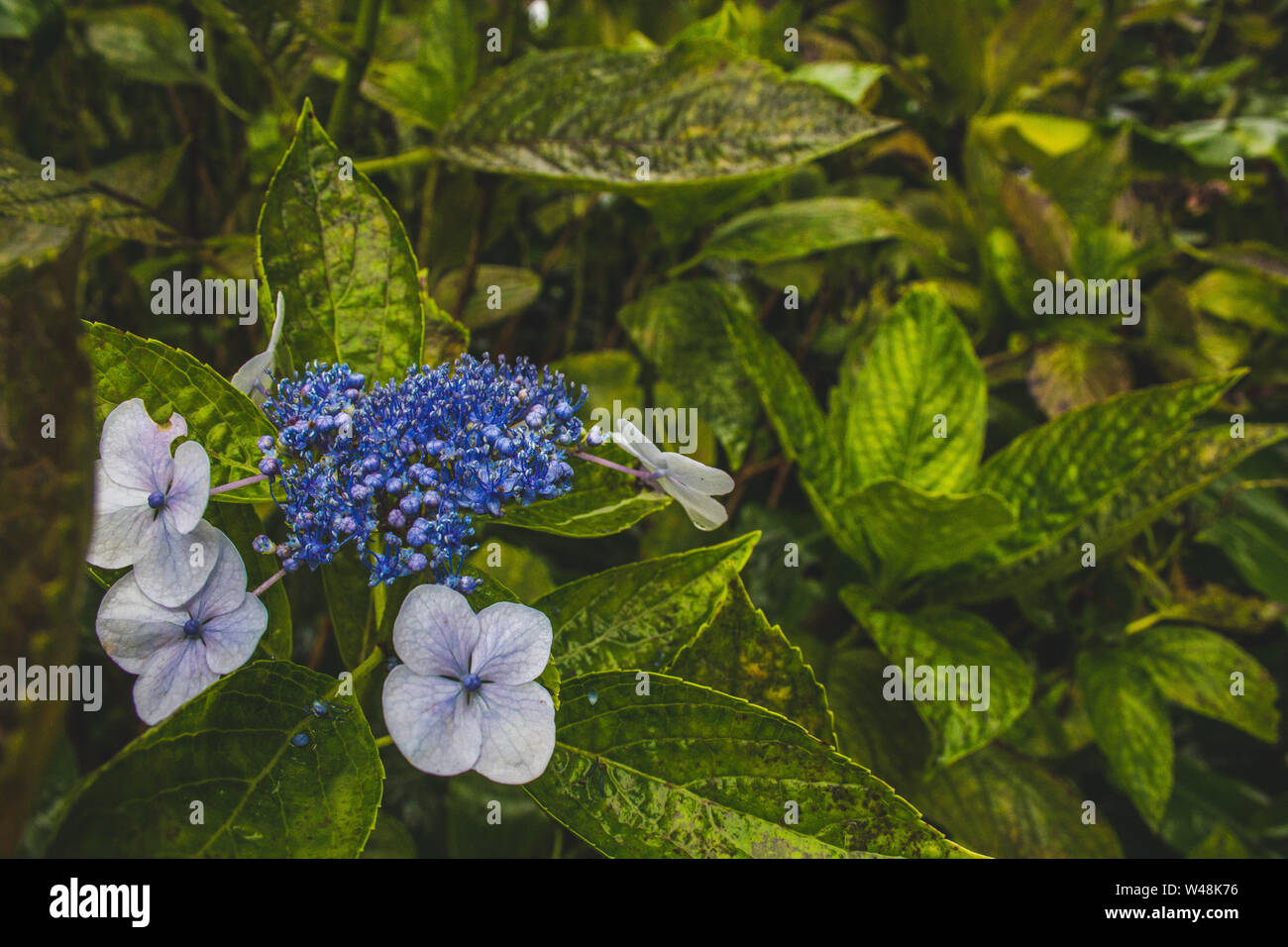 growing hydrangeas on the side of the road on Sao Miguel Island, Azores ...