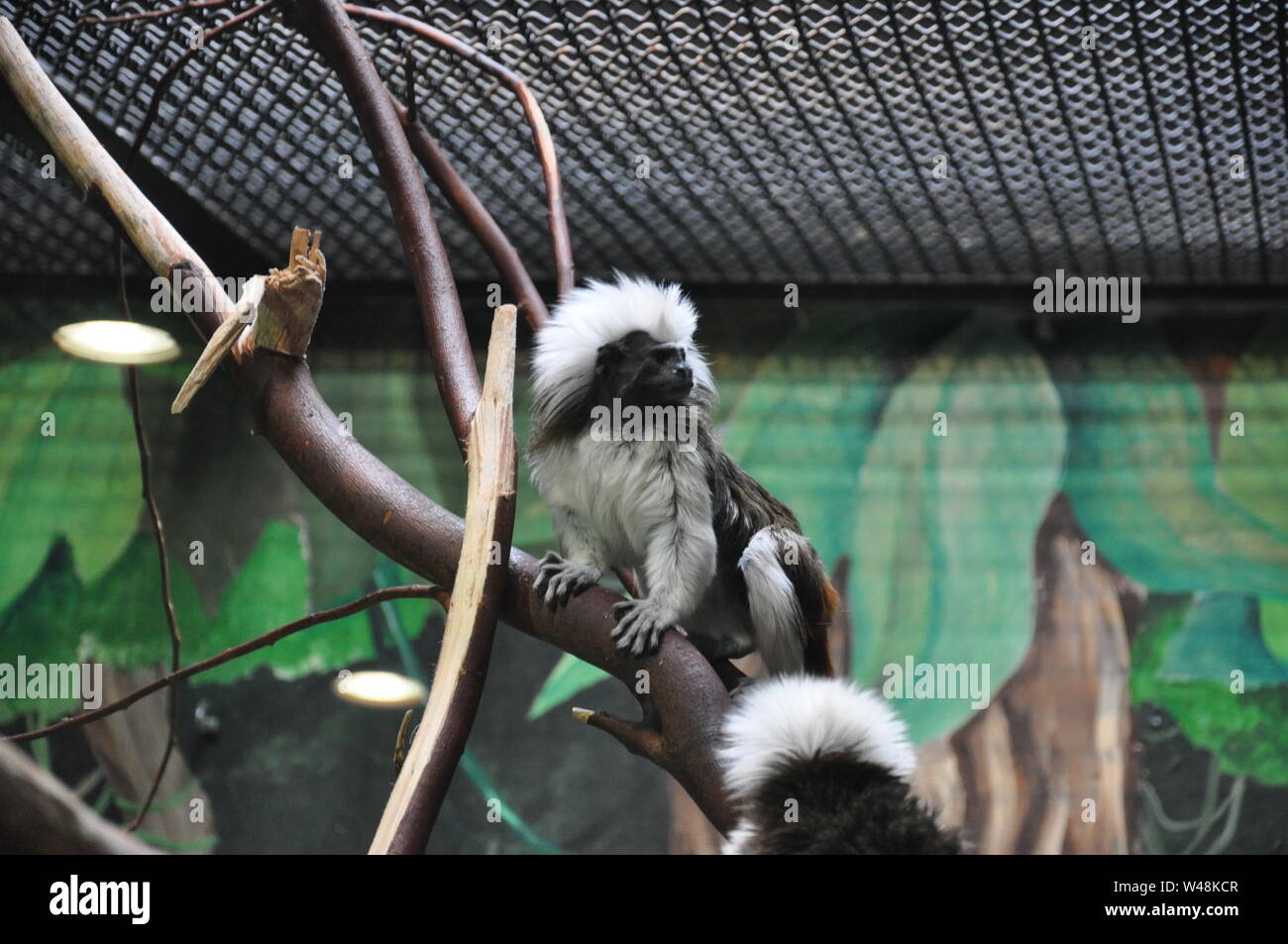 Monkey student hi-res stock photography and images - Alamy