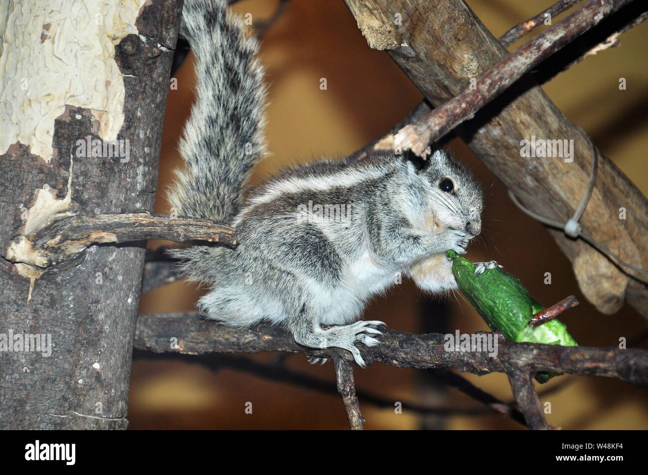 Squirrel eats cucumber at the zoo Stock Photo - Alamy