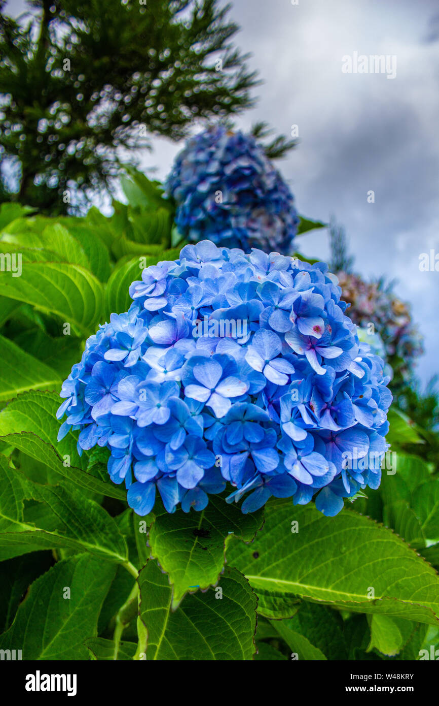 hydrangeas on the side of the road on Sao Miguel Island, Azores ...