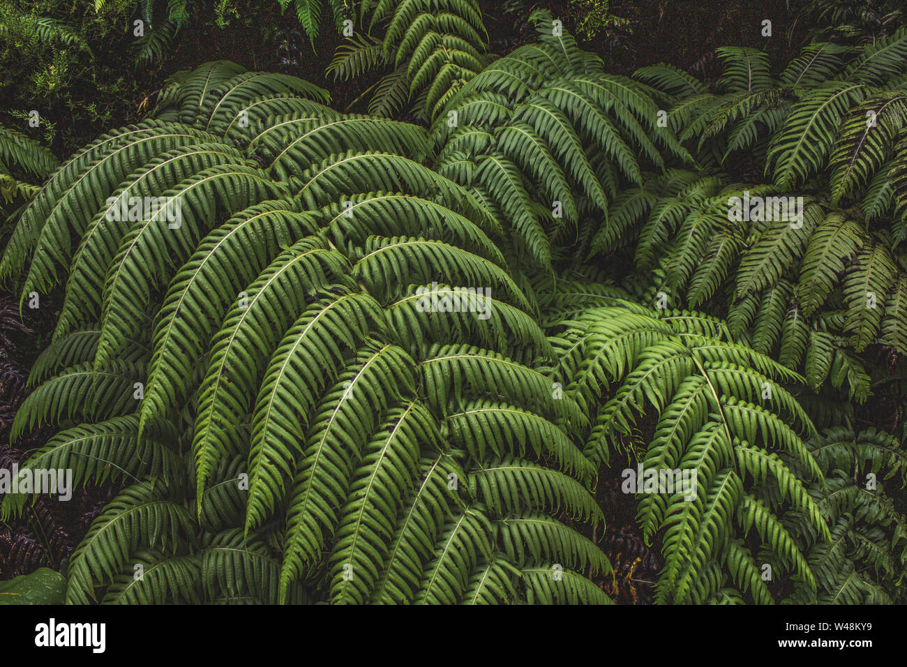 green fern plants in a forest on Sao Miguel Island, Azores, Portugal ...