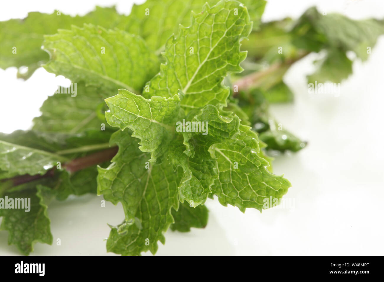 Close up of mint leaves Stock Photo - Alamy