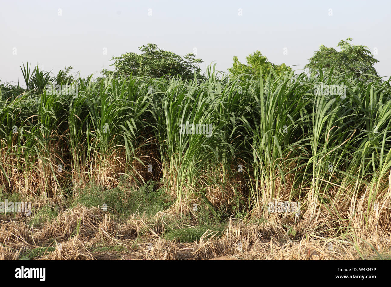 Sugar cane crop hi-res stock photography and images - Alamy