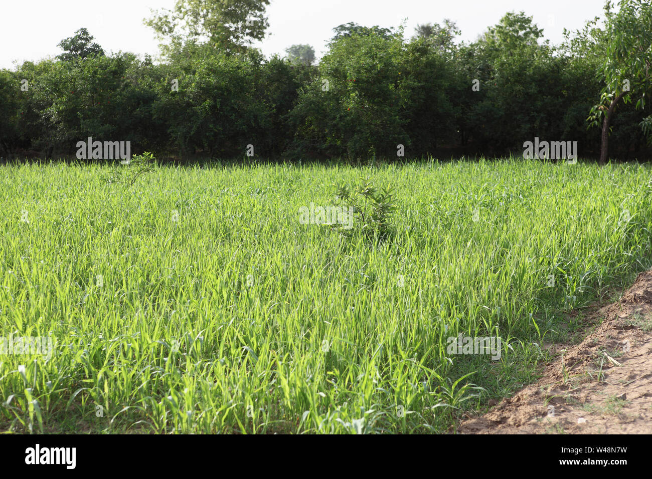 Crop in a field Stock Photo - Alamy