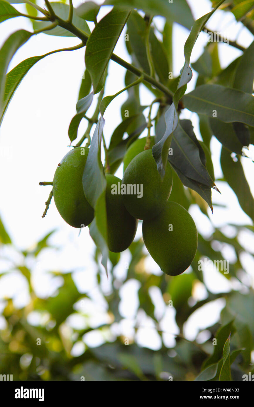 Aam tree hi-res stock photography and images - Alamy