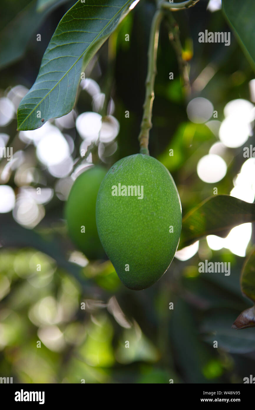 Aam tree hi-res stock photography and images - Alamy