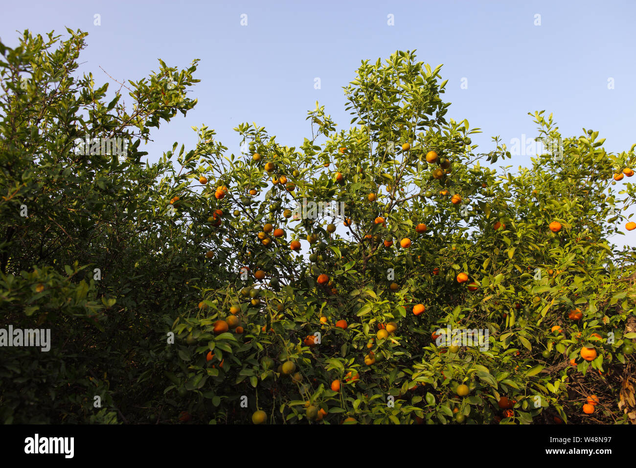 Oranges hanging from tree Stock Photo - Alamy