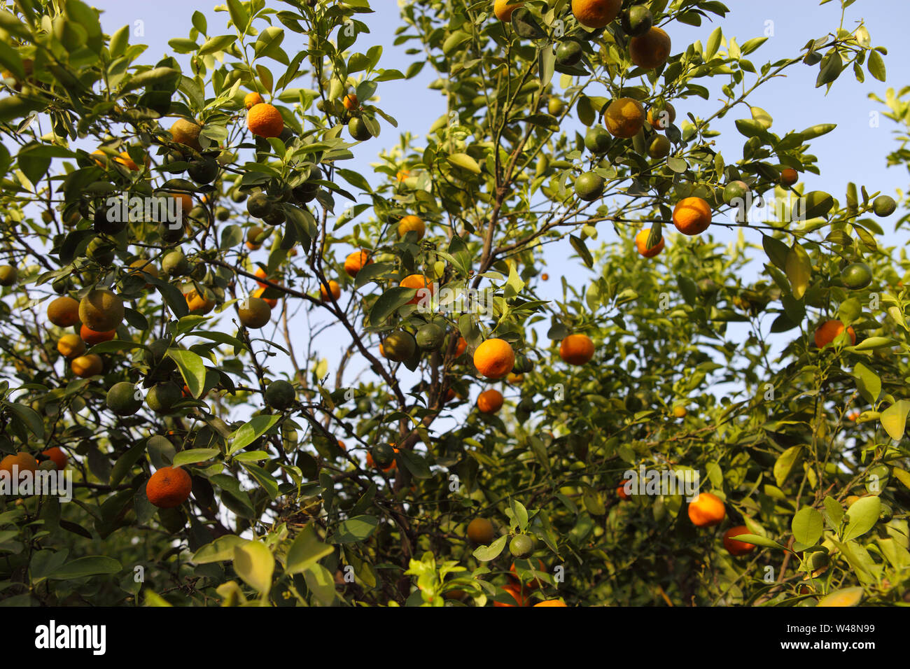 Oranges hanging from tree Stock Photo - Alamy