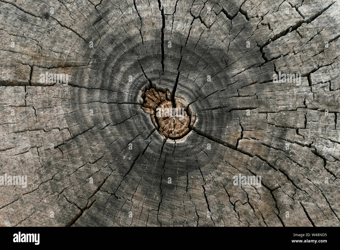 Tree trunk cross section hi-res stock photography and images - Alamy