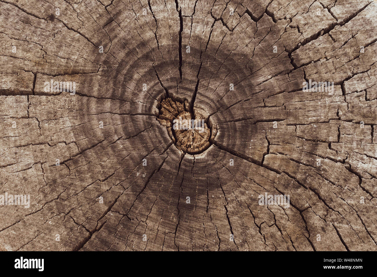 Tree cross section oak hi-res stock photography and images - Alamy