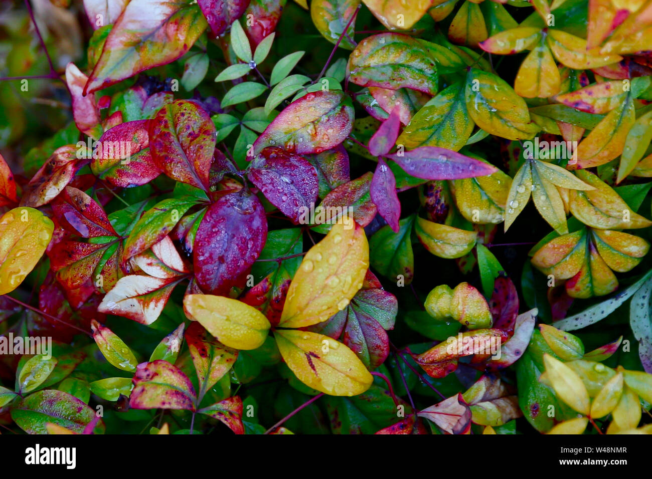 Textures and colour hi-res stock photography and images - Alamy