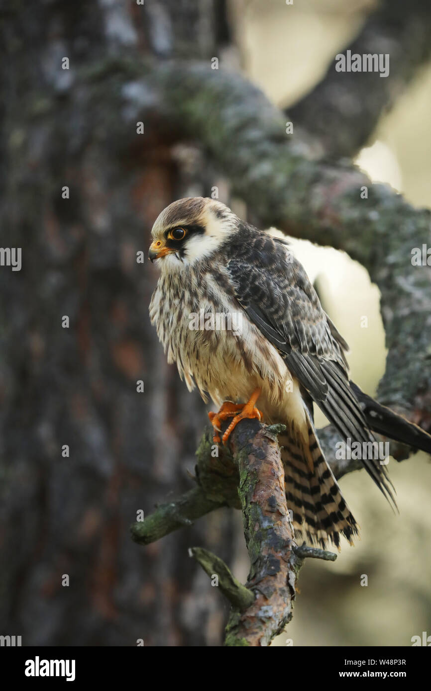 Vespertinus hi-res stock photography and images - Alamy
