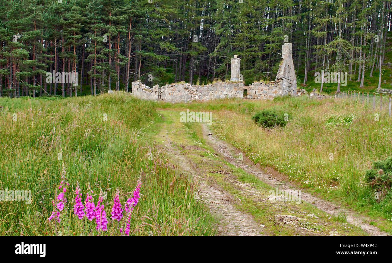DAVA WAY TRAIL MORAY SCOTLAND IN SUMMER BOGENY AND THE ABANDONED RUIN ...