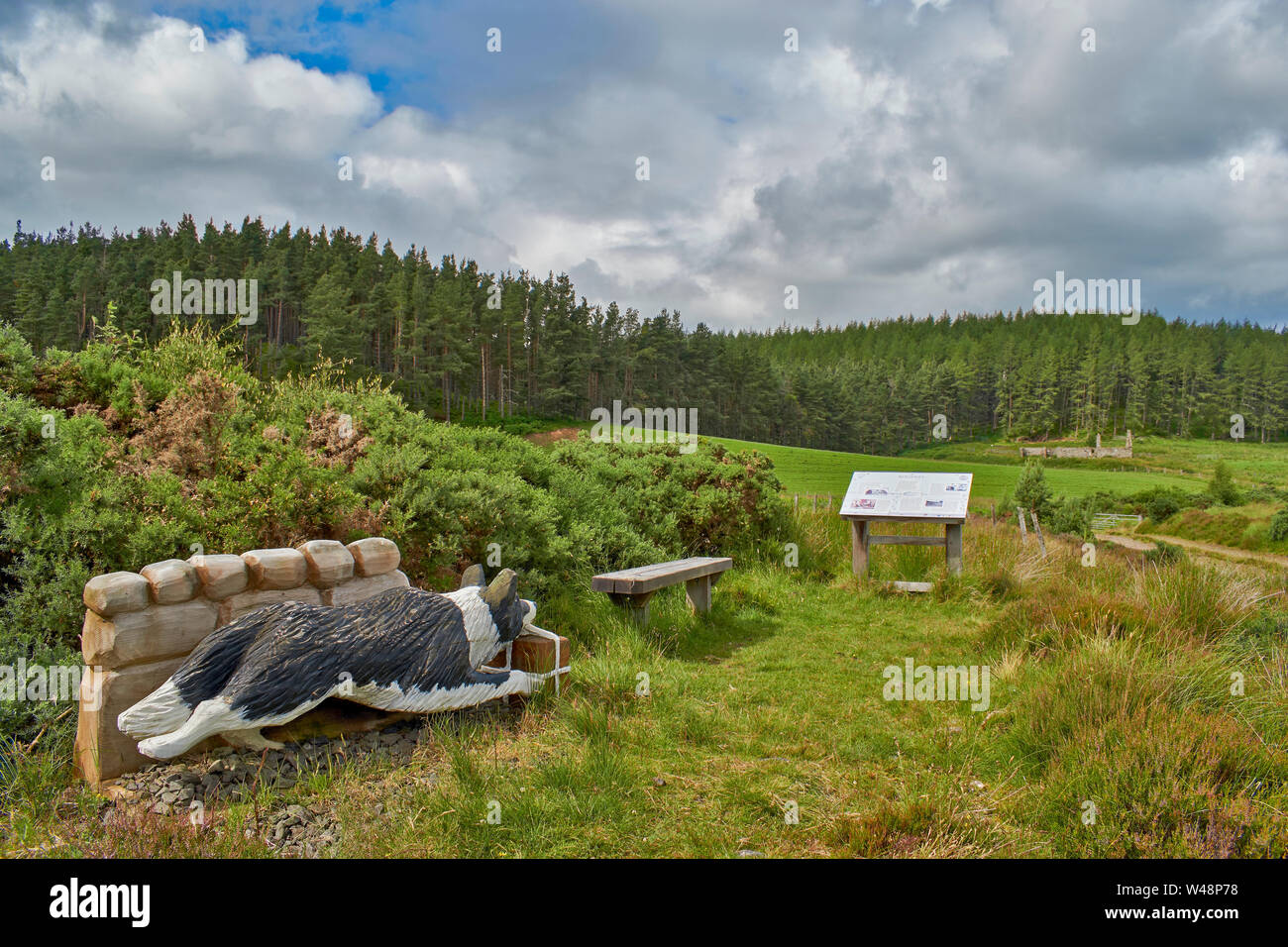 DAVA WAY TRAIL MORAY SCOTLAND IN SUMMER BOGENY FARM AND THE COLLIE DOG ...