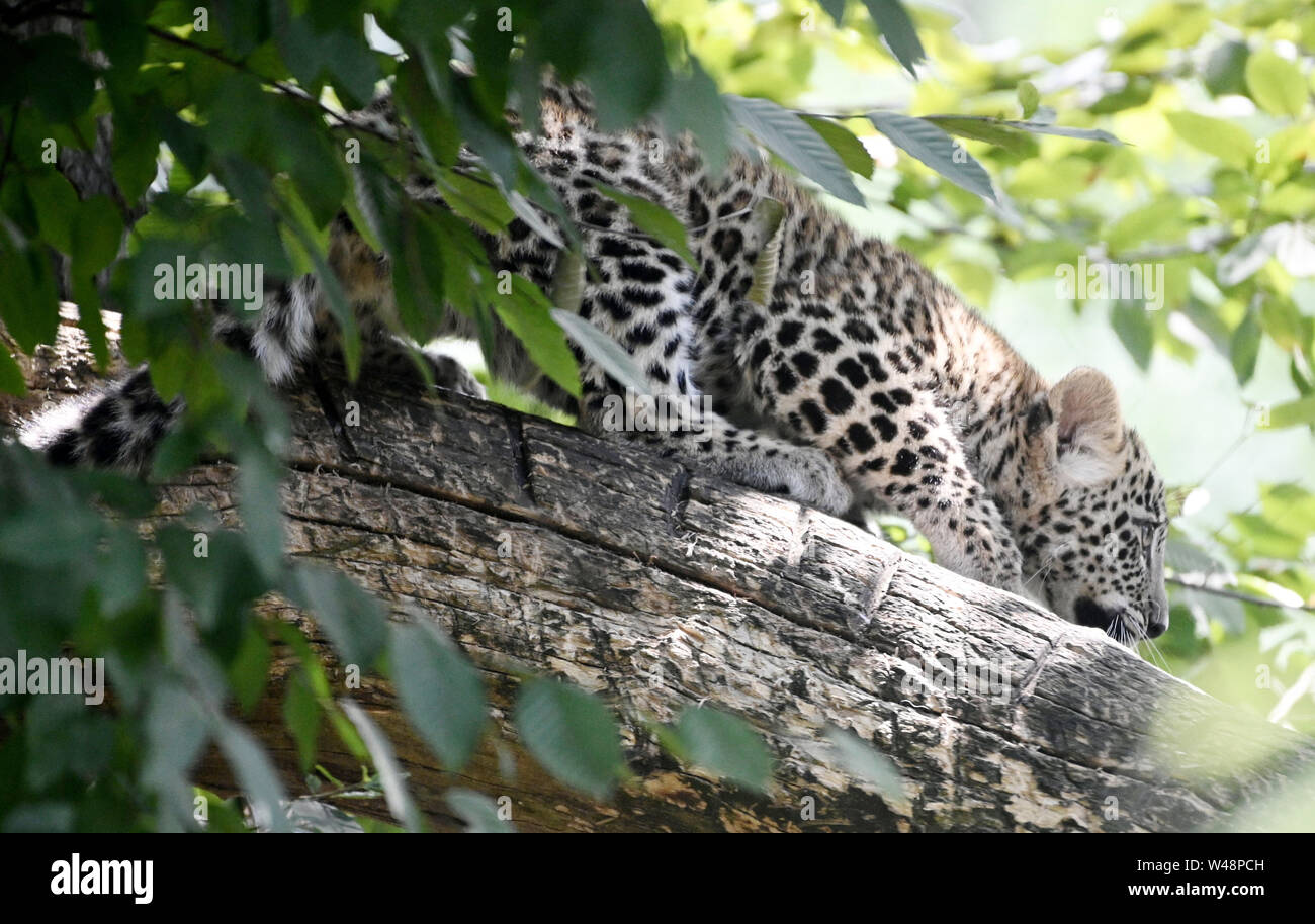 Cologne, Germany. 18th July, 2019. A young leopard sits in a tree in a ...