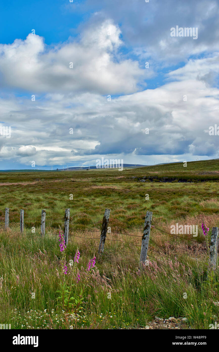DAVA WAY TRAIL MORAY SCOTLAND IN SUMMER OPEN MOORLAND PURPLE FOXGLOVES ...