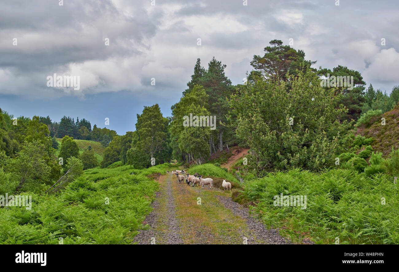 Dava way hi-res stock photography and images - Alamy