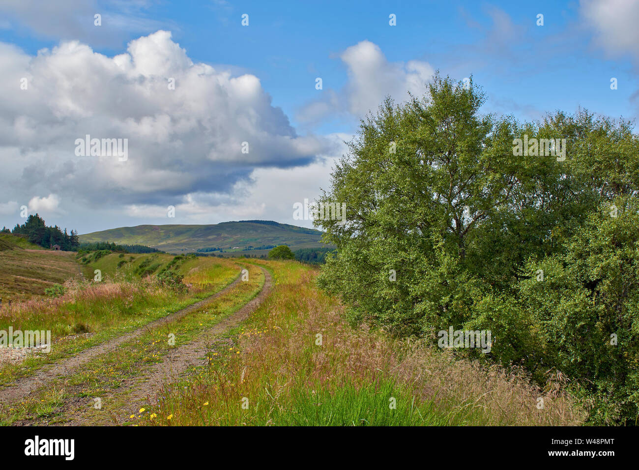 DAVA WAY TRAIL MORAY SCOTLAND IN SUMMER THE FOOTPATH NEAR DAVA AND ...