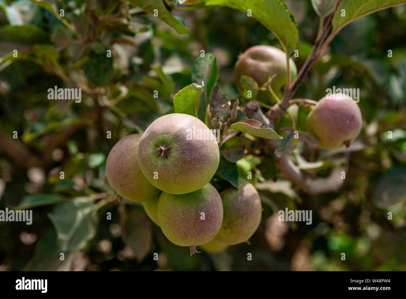 Fruit tree plantation hi-res stock photography and images - Alamy