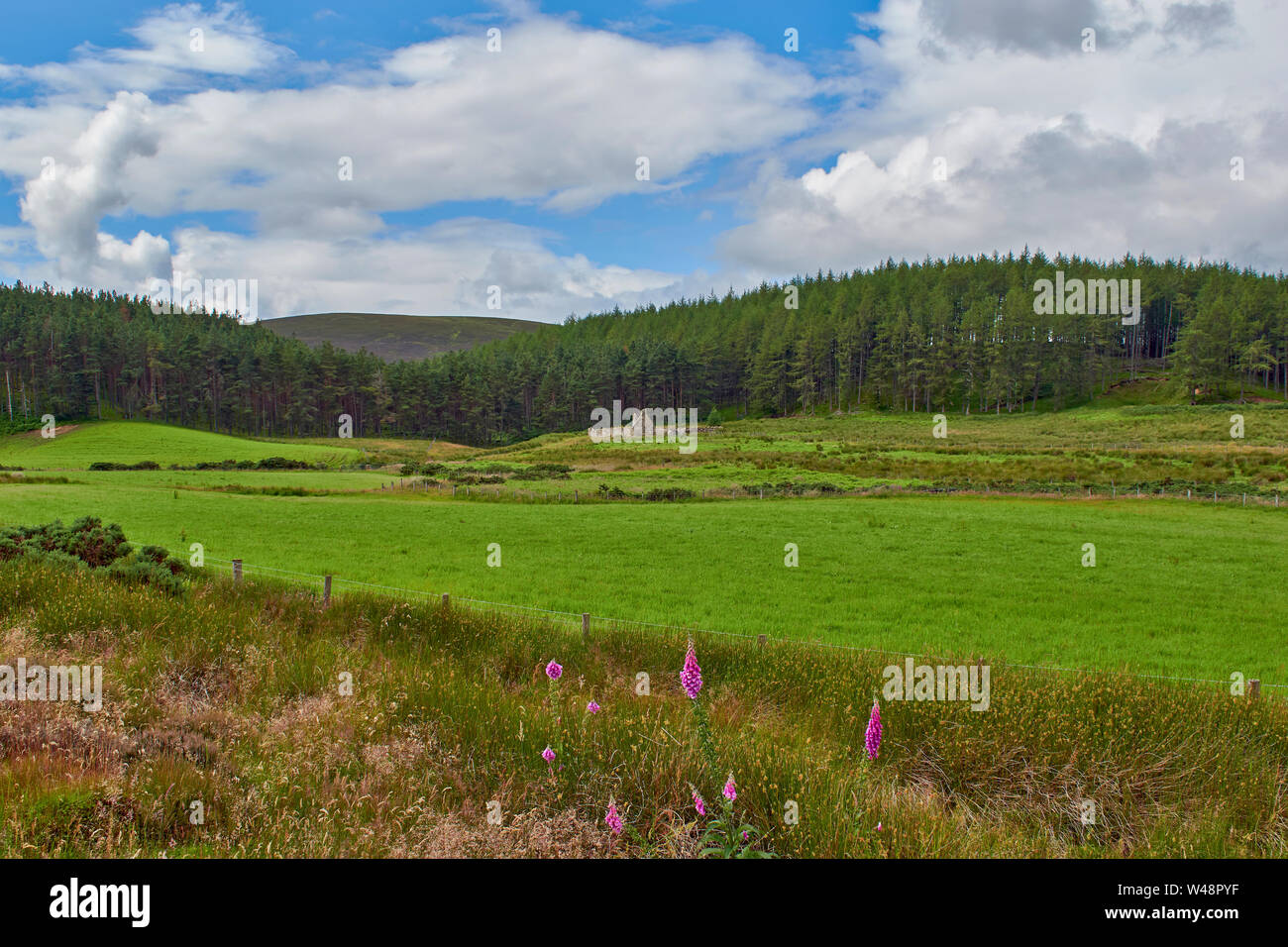 DAVA WAY TRAIL MORAY SCOTLAND SUMMER BOGENY THE FIELDS AND TREES AROUND ...