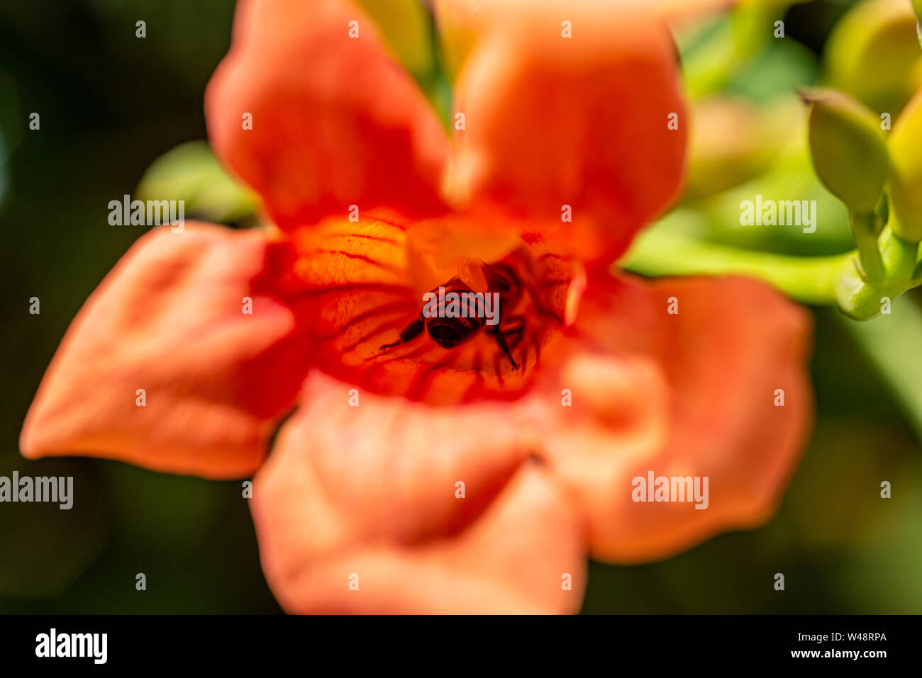 Bee collecting pollen inside a flower Stock Photo - Alamy