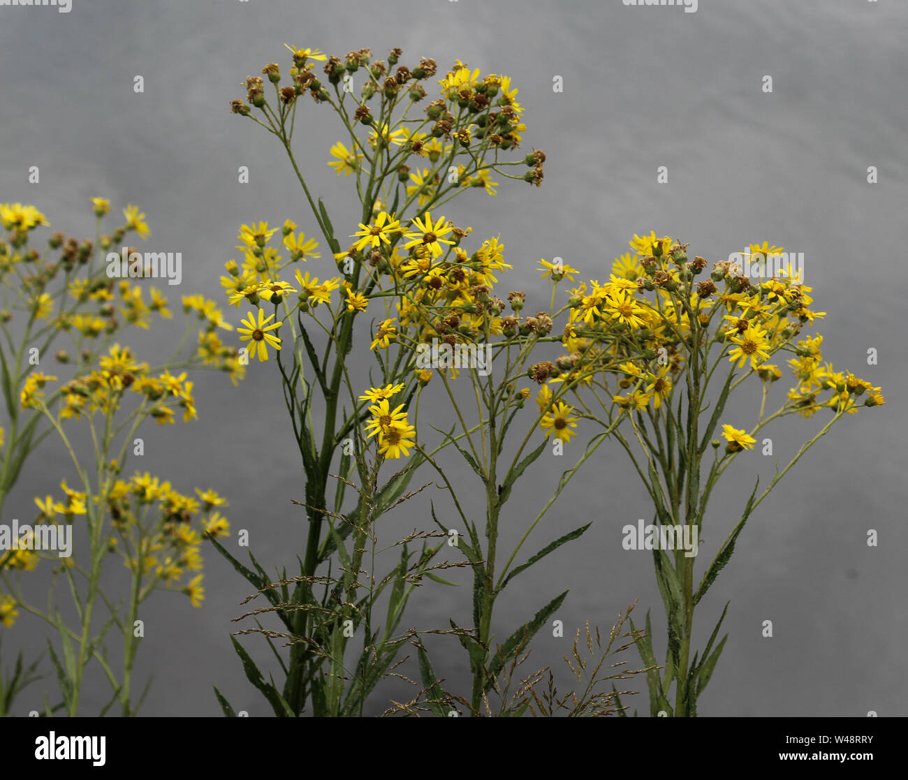 Close up of Jacobaea erucifolia or hoary ragwort flower (Senecio ...