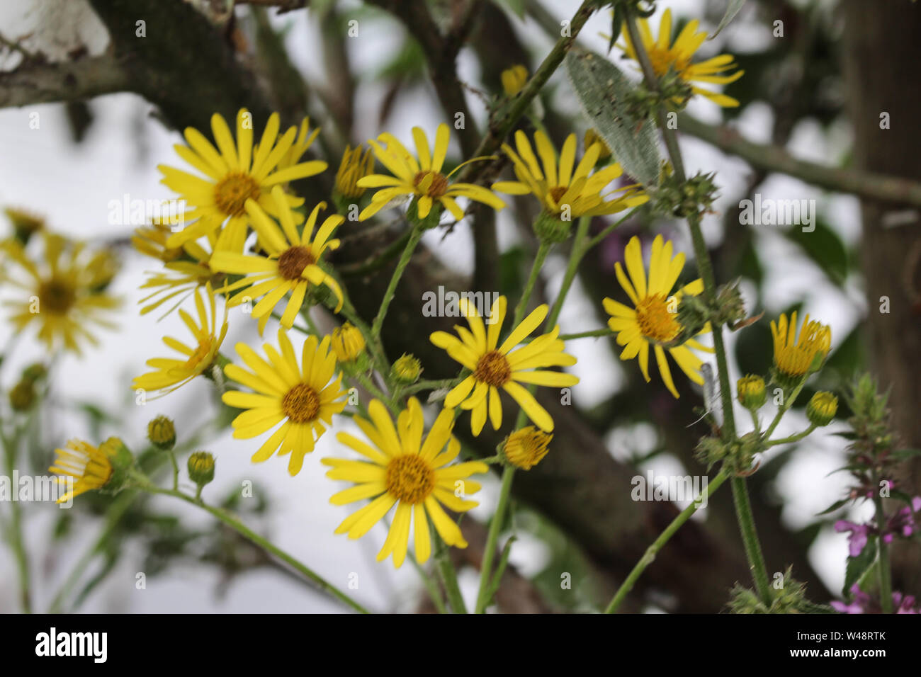 Hoary ragwort hi-res stock photography and images - Alamy