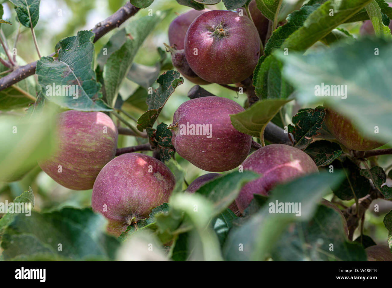 Young red apple trees in plantation Stock Photo - Alamy
