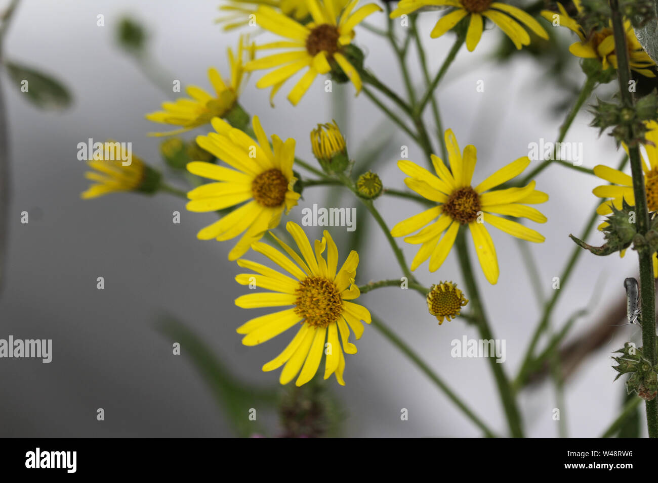 Close up of Jacobaea erucifolia or hoary ragwort flower (Senecio ...