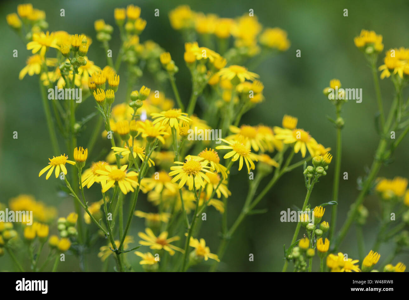 Curled leaf drought hi-res stock photography and images - Alamy