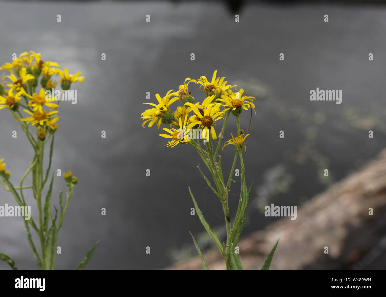 Close up of Jacobaea erucifolia or hoary ragwort flower (Senecio ...