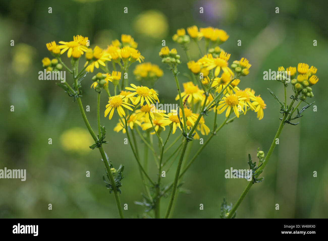 Close up of Jacobaea erucifolia or hoary ragwort flower (Senecio ...