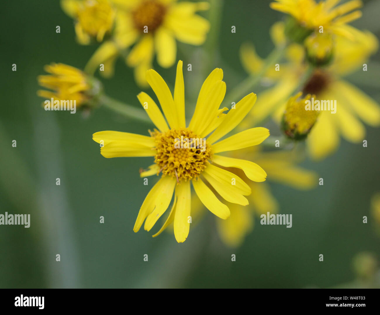 Close up of Jacobaea erucifolia or hoary ragwort flower (Senecio ...