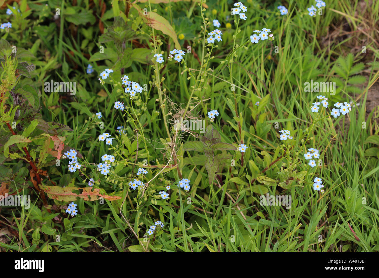 close up of Myosotis scorpioides, the true forget-me-not, water forget ...