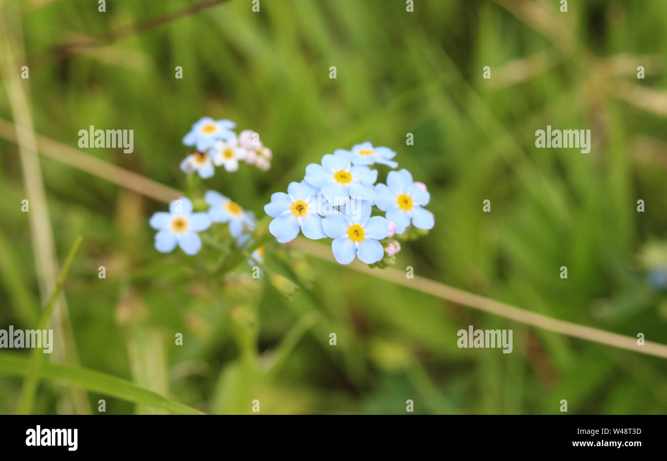 close up of Myosotis scorpioides, the true forget-me-not, water forget ...