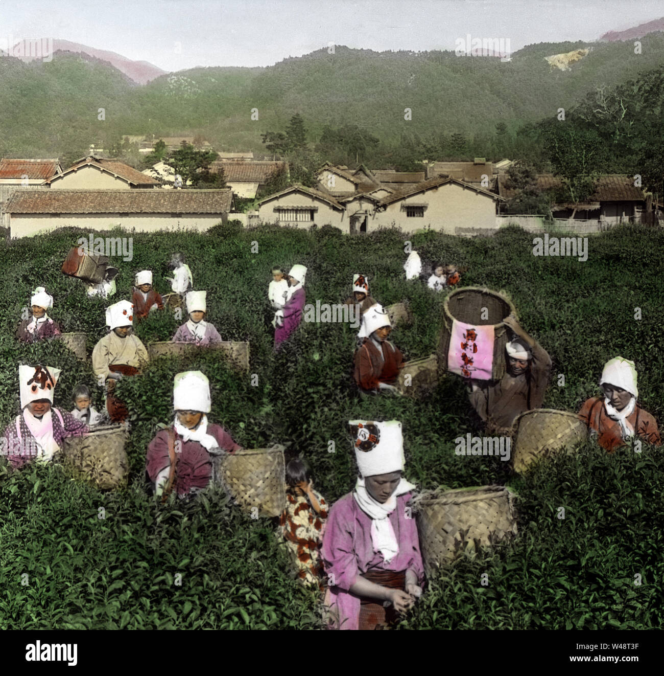[ 1900s Japan - Japanese Tea Pickers ] — Tea pickers in kimono, wearing ...