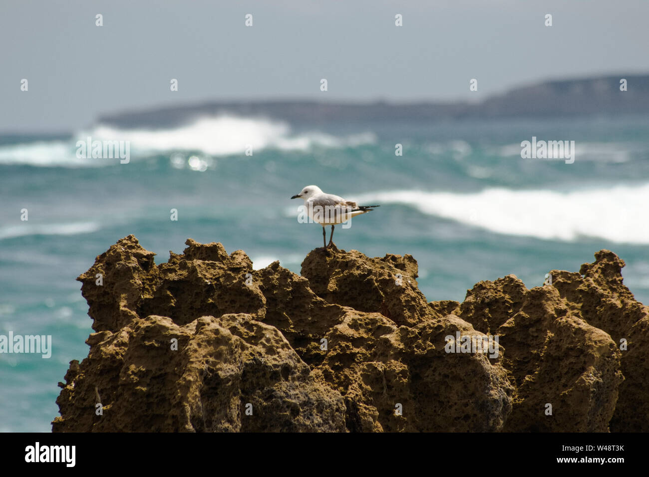 Seagull on a rock at sea Stock Photo - Alamy