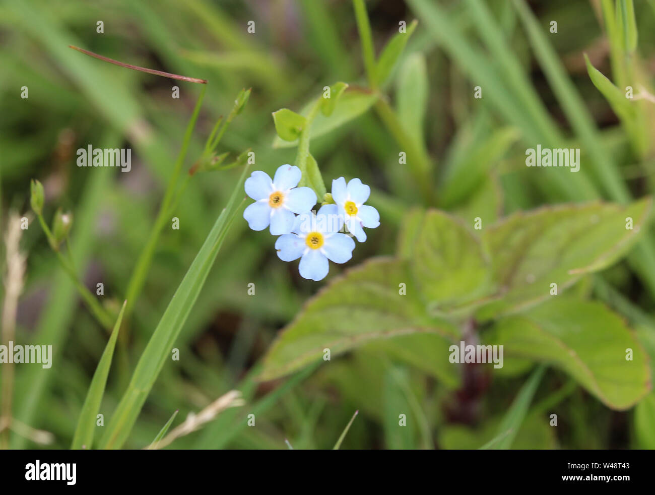 close up of Myosotis scorpioides, the true forget-me-not, water forget ...