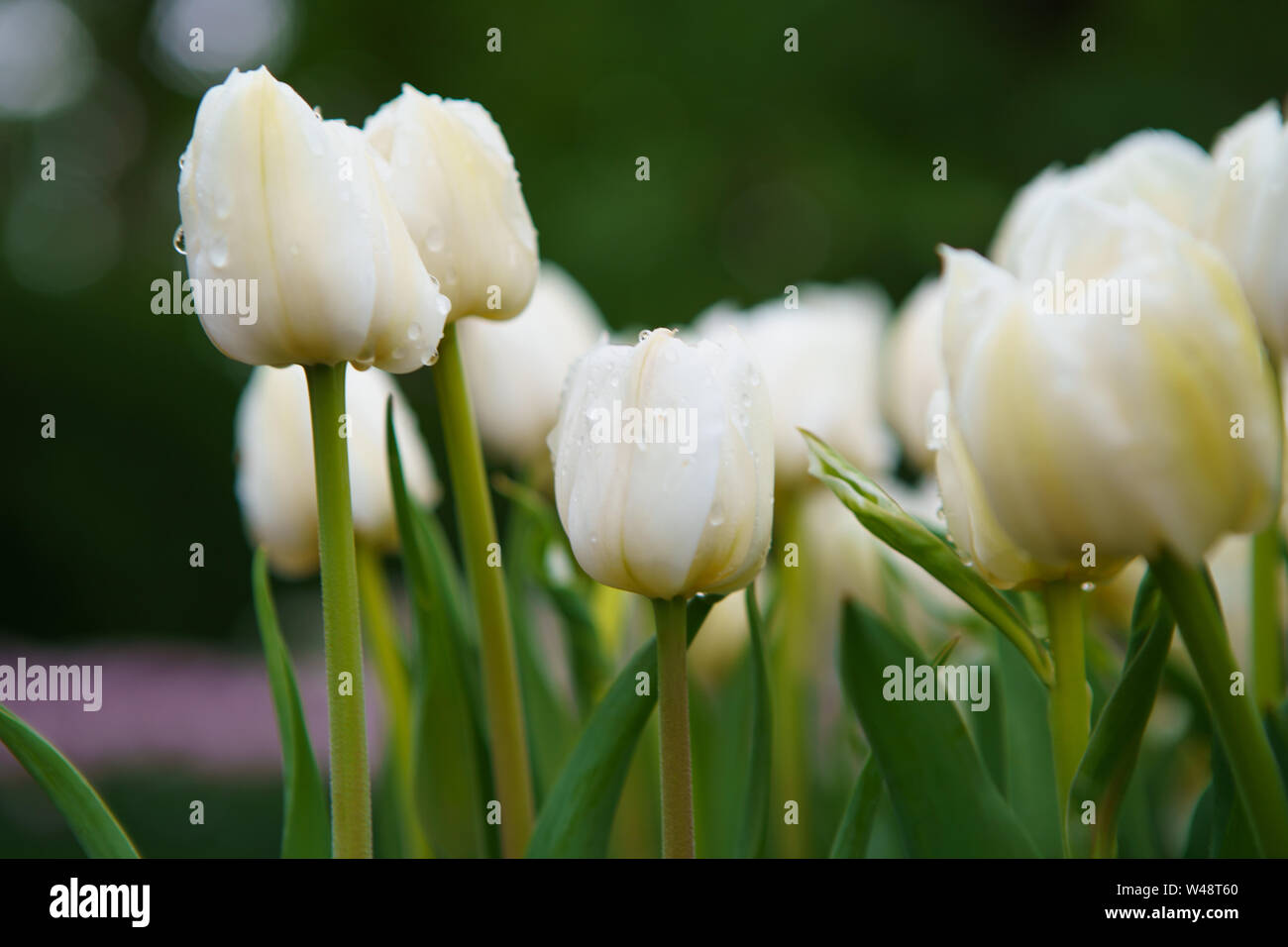 Dutch flower field bloom in spring season.Exotic decorative plants grow ...